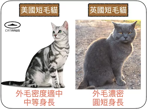 有冇人知道呢隻貓係咩品種？ - 香港高登討論區